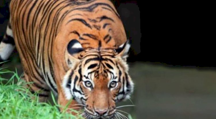 Tiger Press-Sharp-Eyed Landform Feng Shui - Edward Fengshui